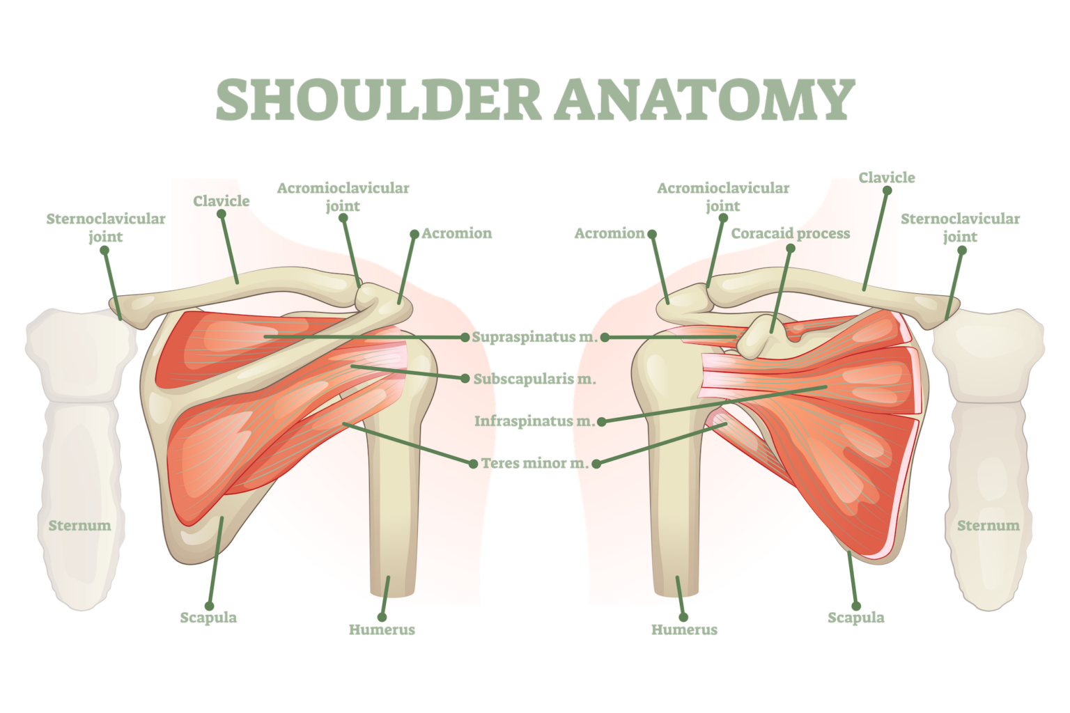Total Shoulder vs. Reverse Total Shoulder - Dr. Eric Giang