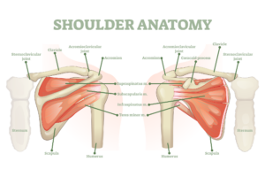 Total Shoulder vs. Reverse Total Shoulder - Dr. Eric Giang