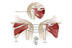 How to Tell If You Have a Rotator Cuff Tear - Dr. Eric Giang